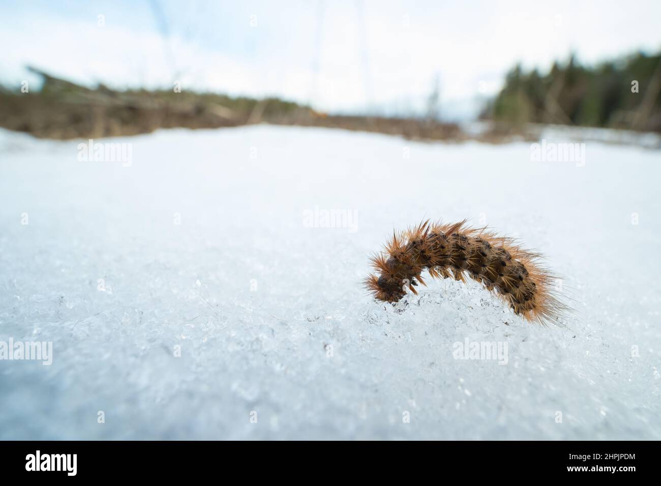 Ruby tiger moth larva walking on snow (Phragmatobia fuliginosa Stock ...