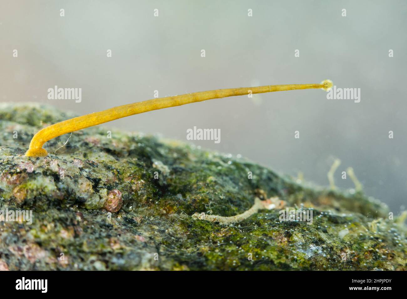 Aquatic leech hi-res stock photography and images - Alamy