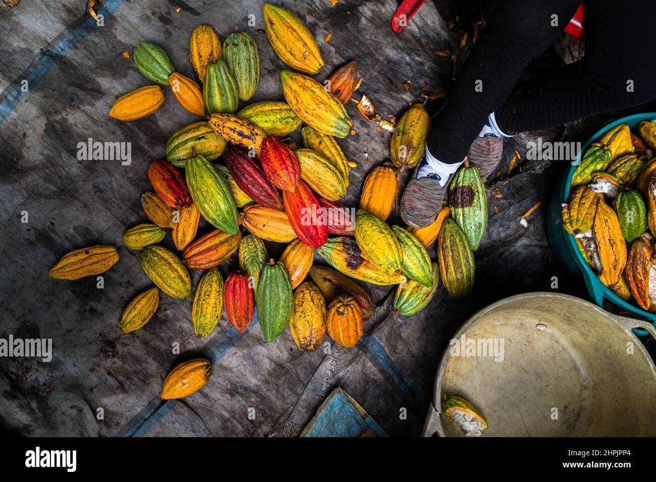 Mixed farming cacao hi-res stock photography and images - Alamy
