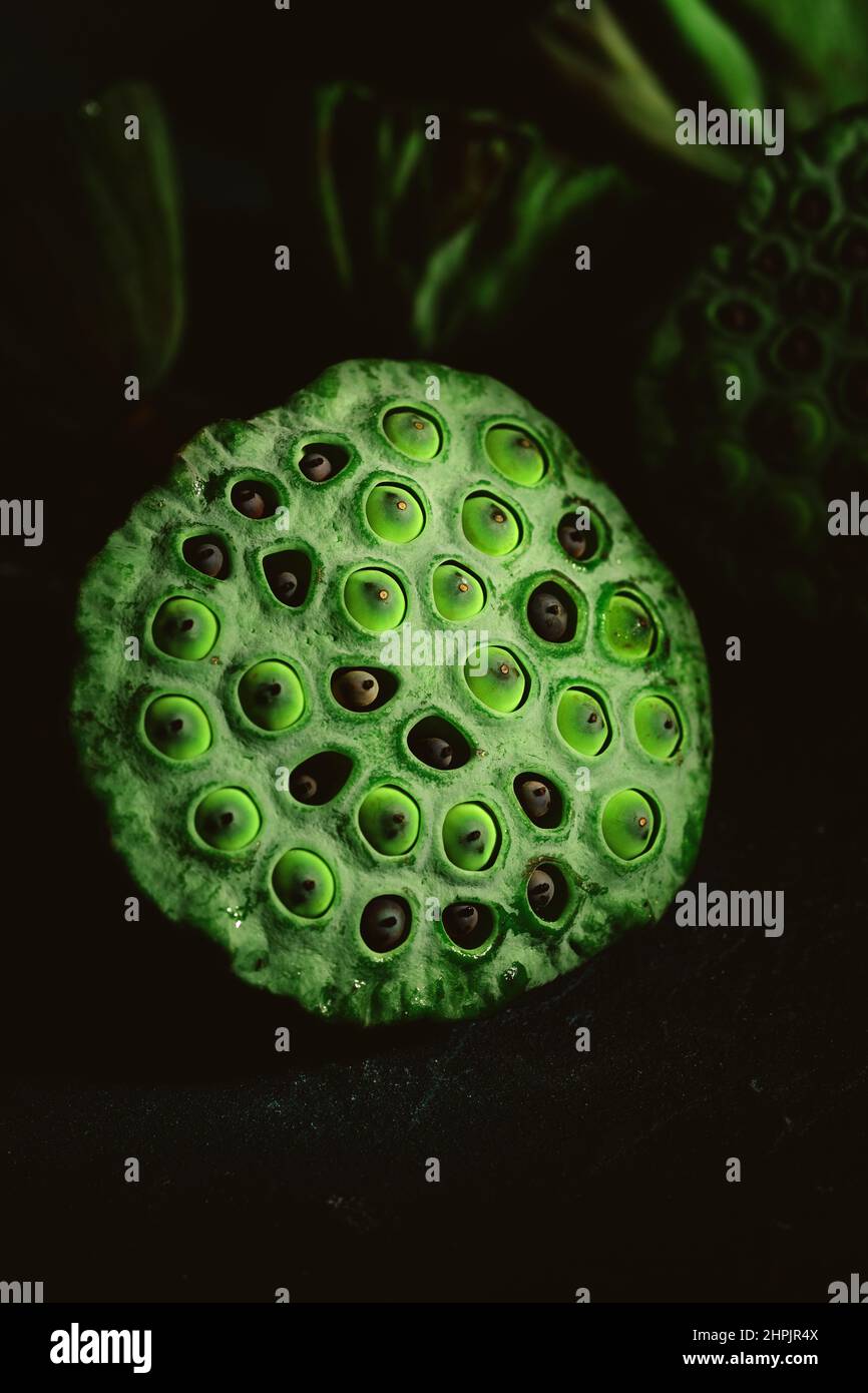 Lotus stem harvesting hi-res stock photography and images - Alamy