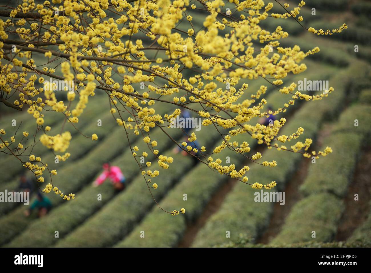 Spring tea garden by tea Stock Photo - Alamy