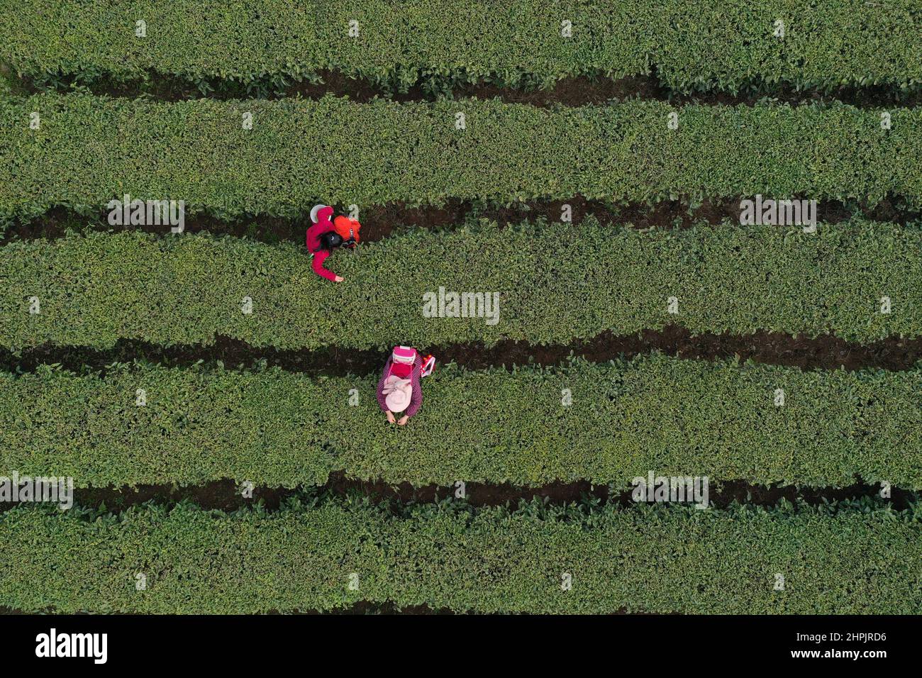 Spring tea garden by tea Stock Photo - Alamy