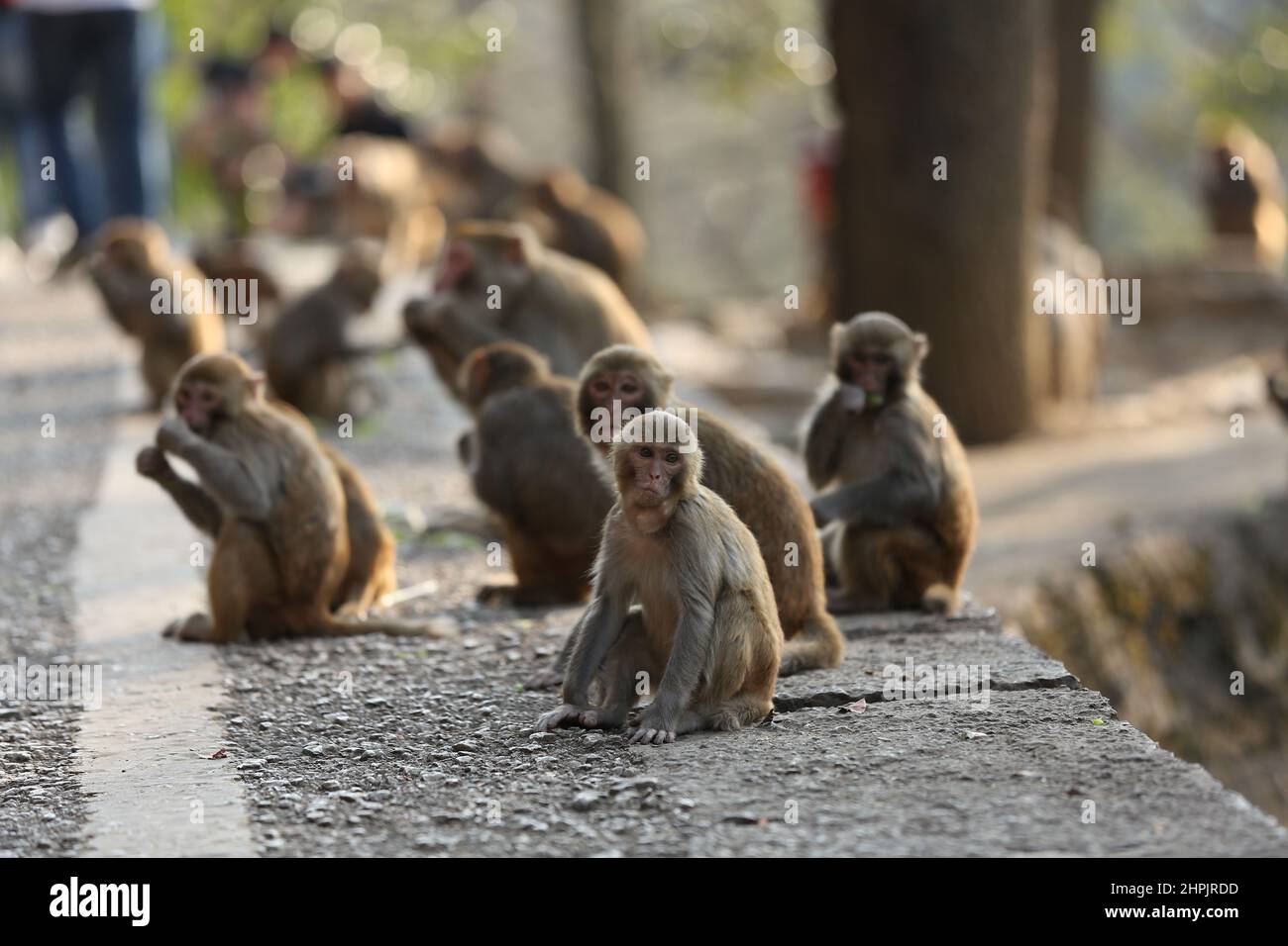 The sunshine of guizhou qian lingshan rhesus monkeys Stock Photo - Alamy