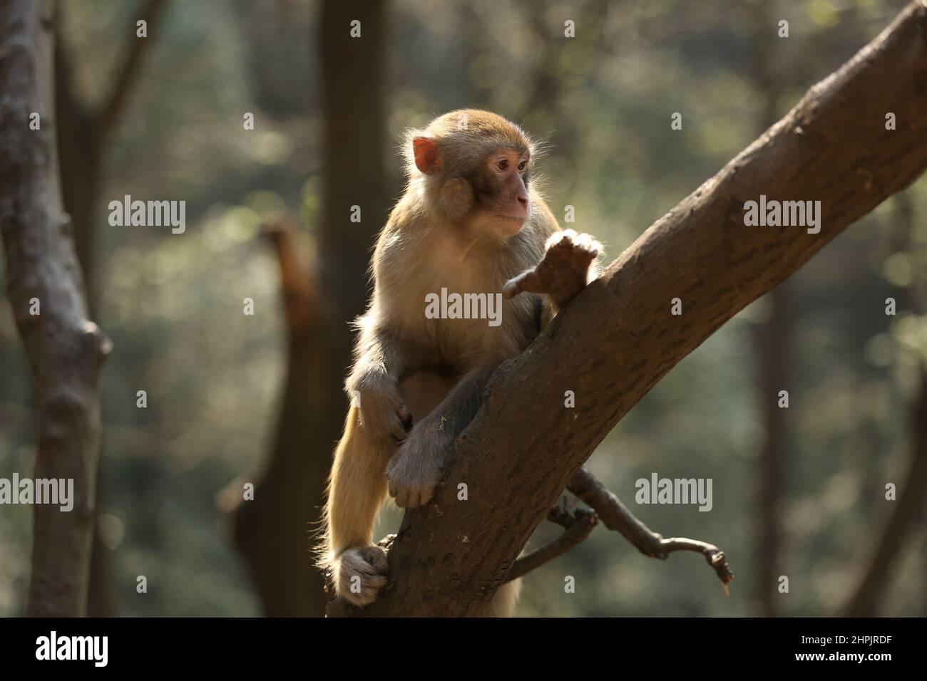 The sunshine of guizhou qian lingshan rhesus monkeys Stock Photo - Alamy