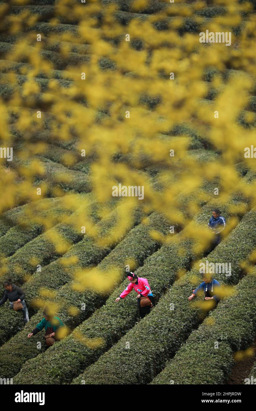 Spring tea garden by tea Stock Photo - Alamy