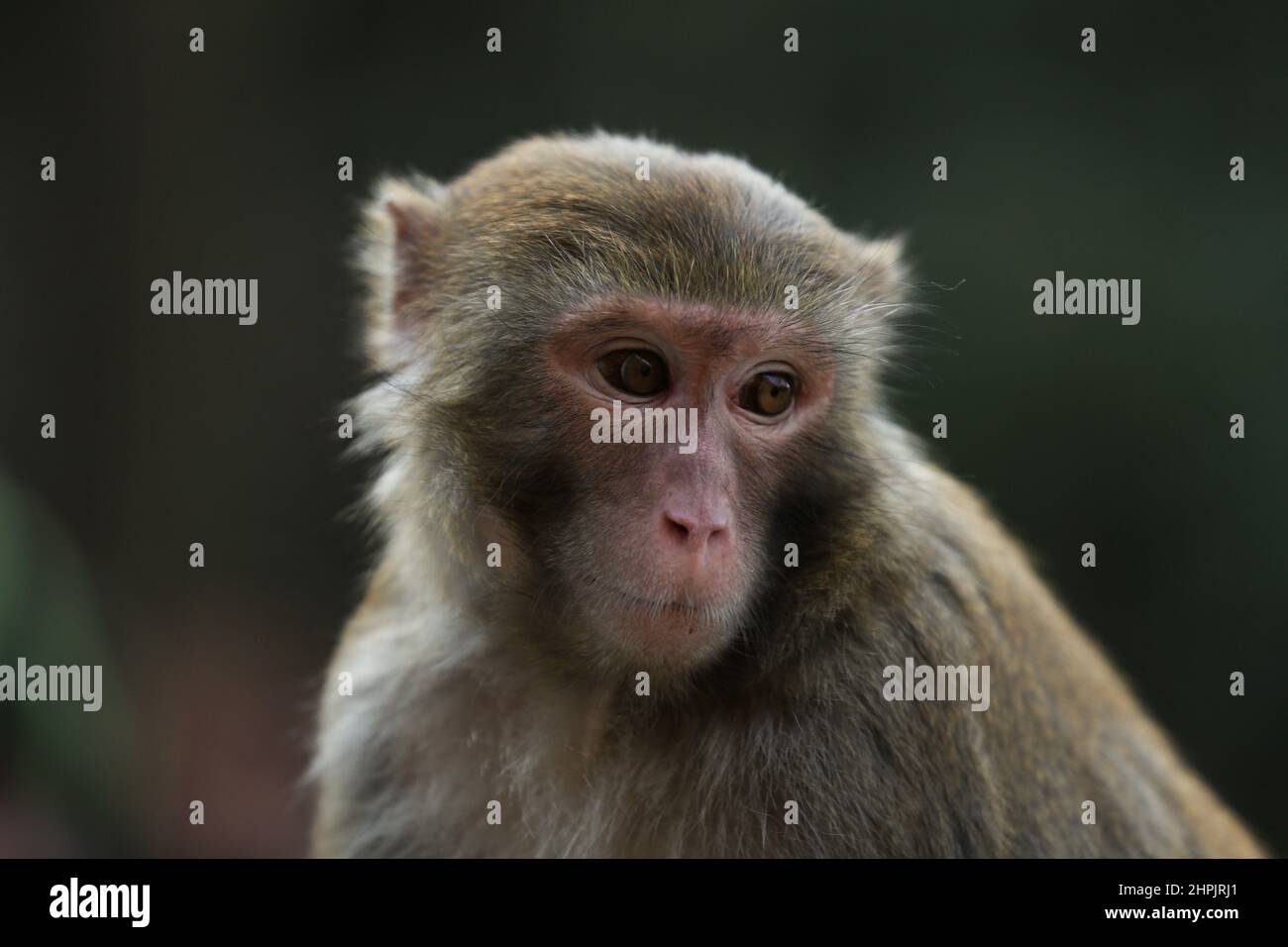 The sunshine of guizhou qian lingshan rhesus monkeys Stock Photo - Alamy