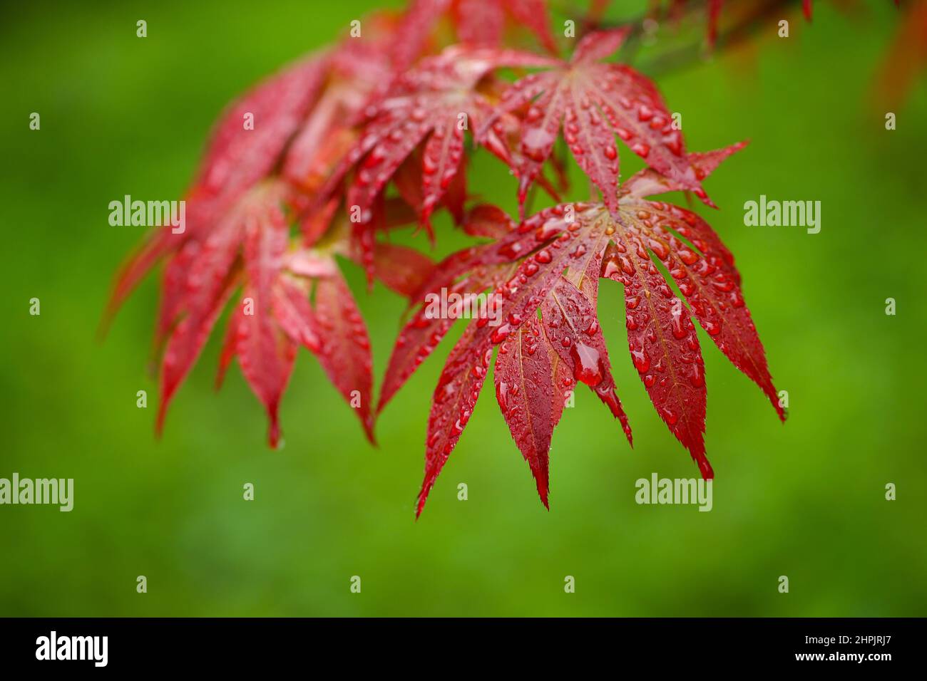 Red leaves after the spring water Stock Photo - Alamy