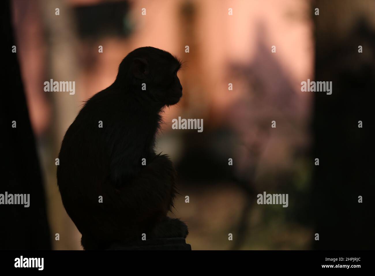 The sunshine of guizhou qian lingshan rhesus monkeys Stock Photo - Alamy