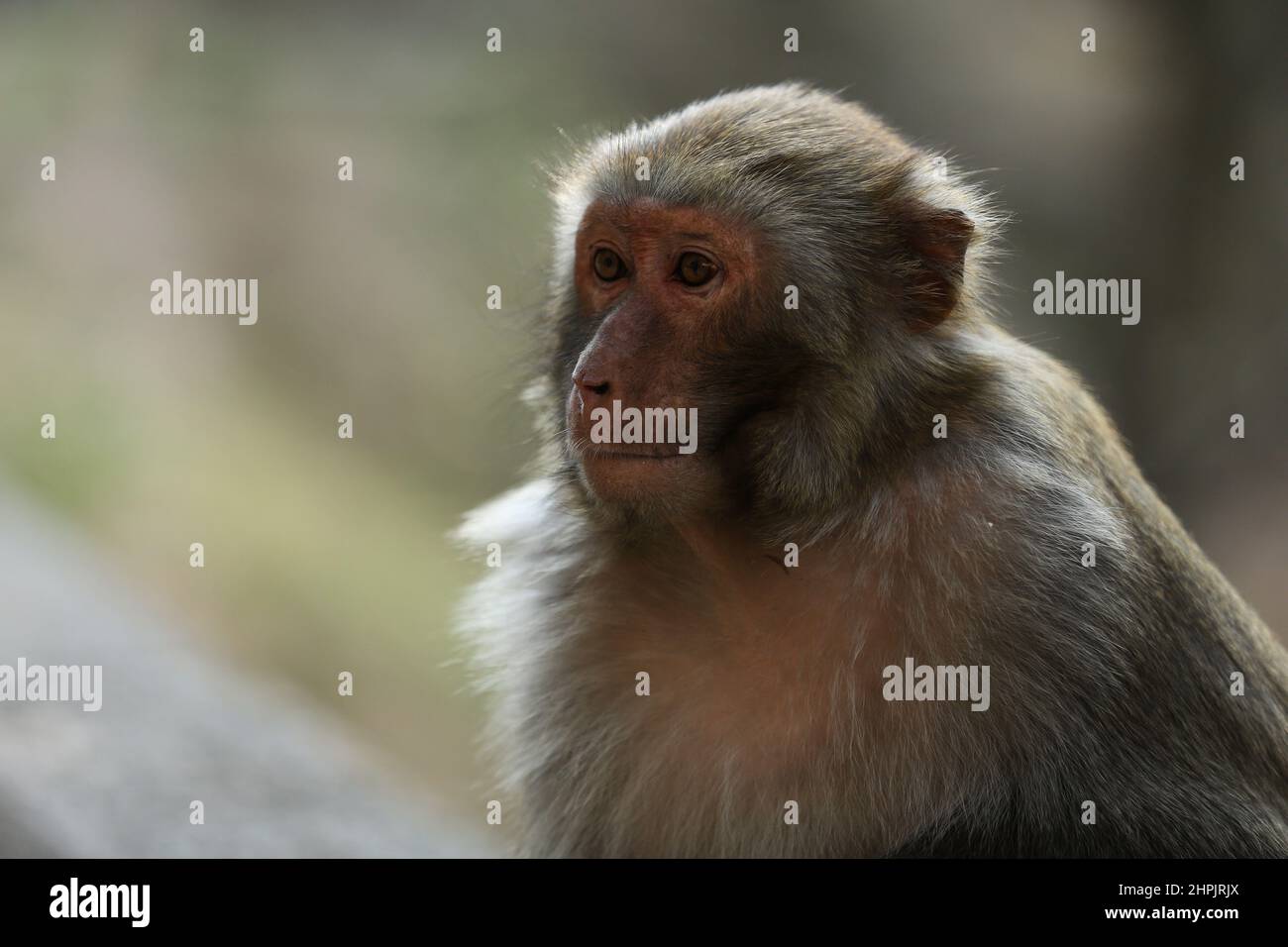 The sunshine of guizhou qian lingshan rhesus monkeys Stock Photo - Alamy