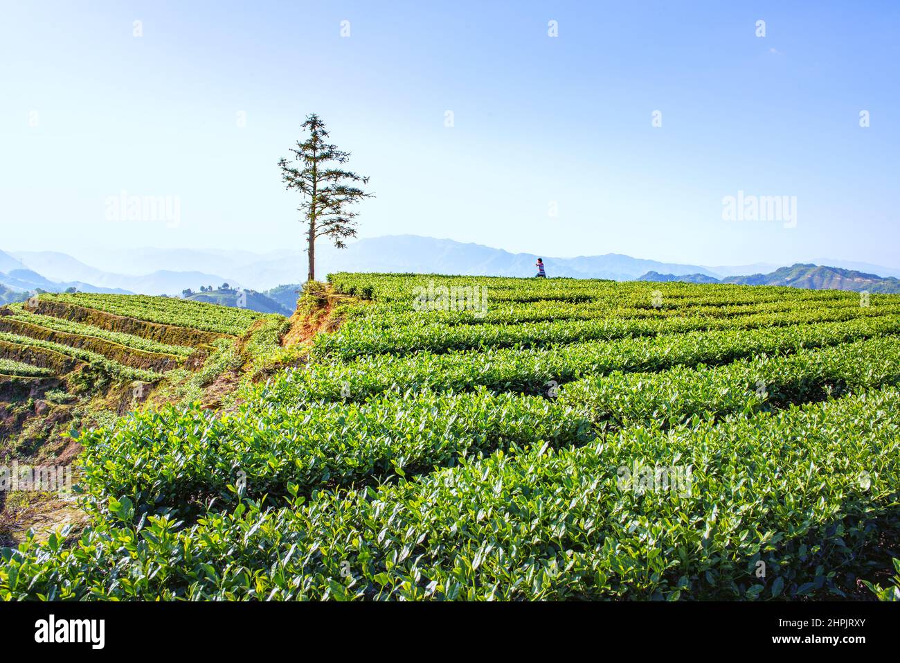 Tea garden fujian hi-res stock photography and images - Alamy