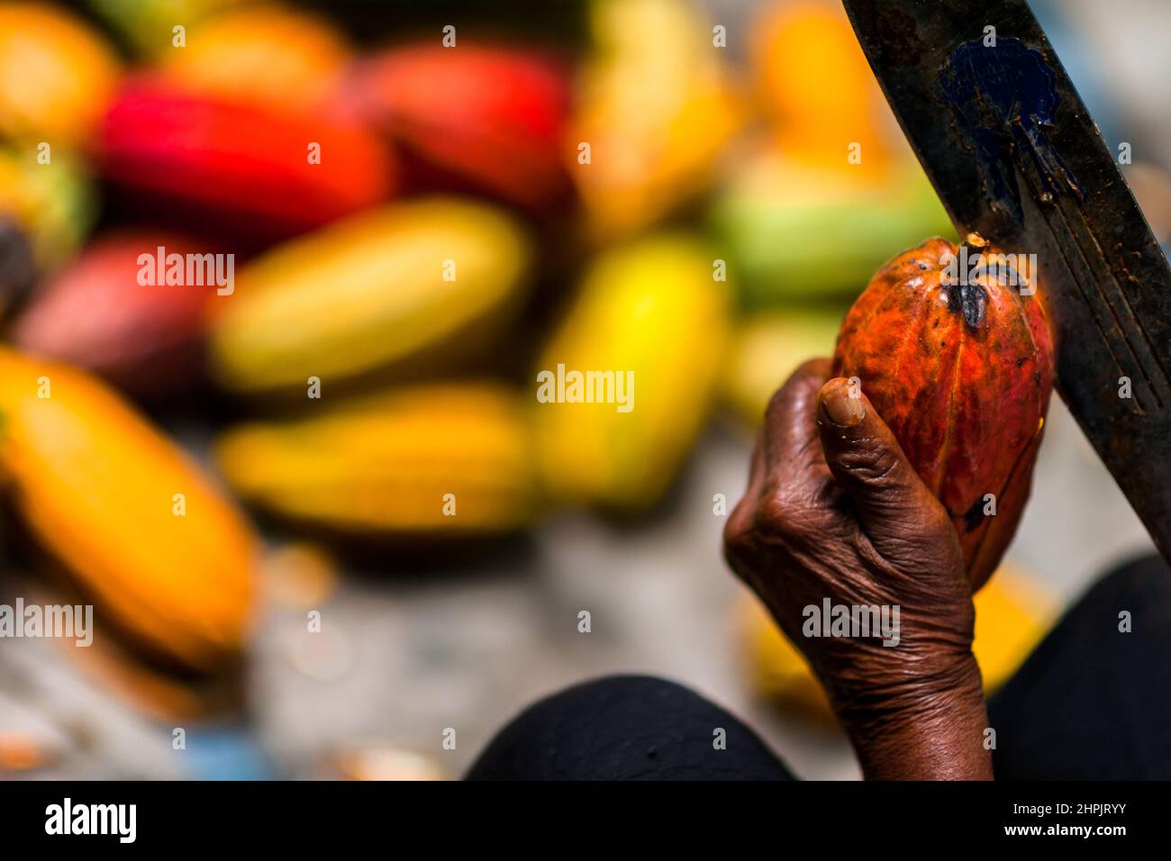 A freshly harvested, ripe cacao pod is seen being open with a machete ...