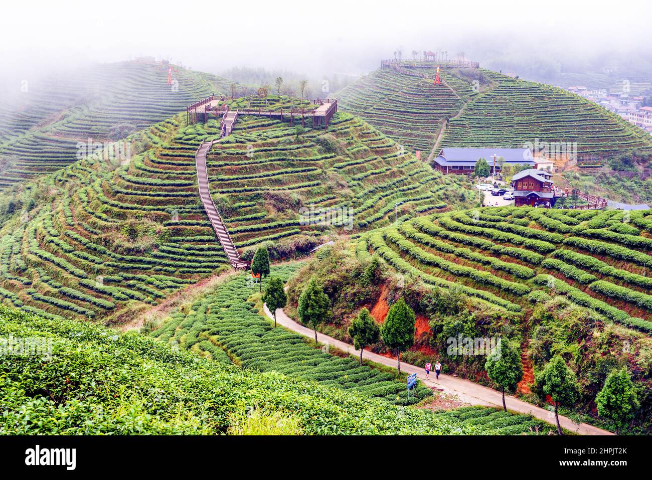 Tea garden fujian hi-res stock photography and images - Alamy