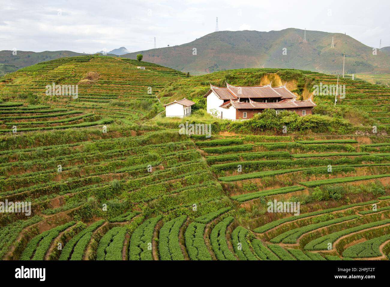 Tea garden fujian hi-res stock photography and images - Alamy