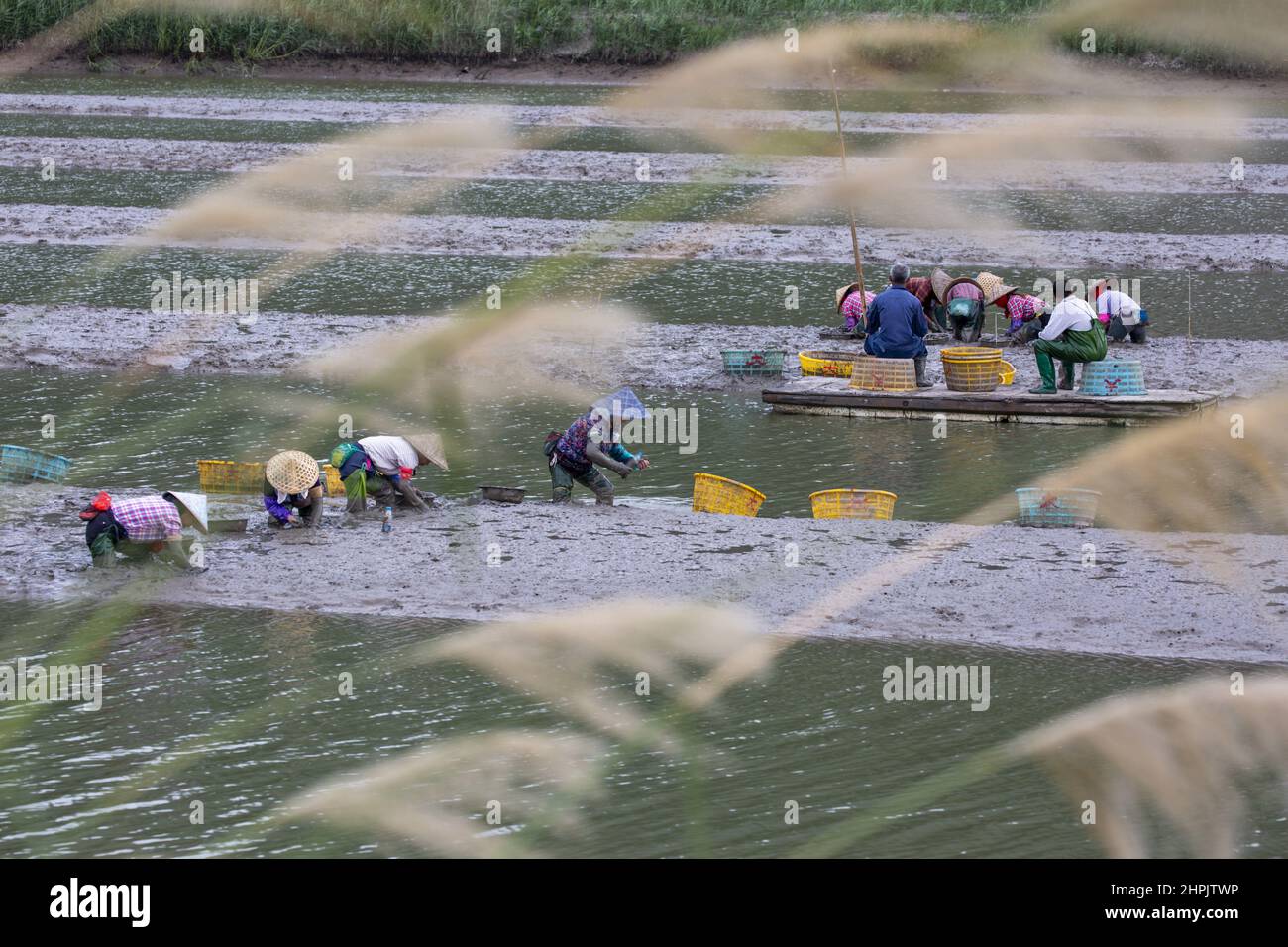 Dig fish ponds hi-res stock photography and images - Alamy