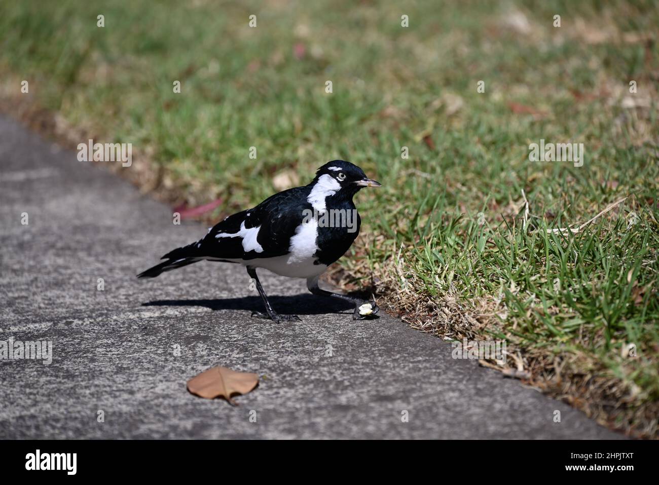 Male magpie-lark, grallina cyanoleuca, holding an object in its left ...