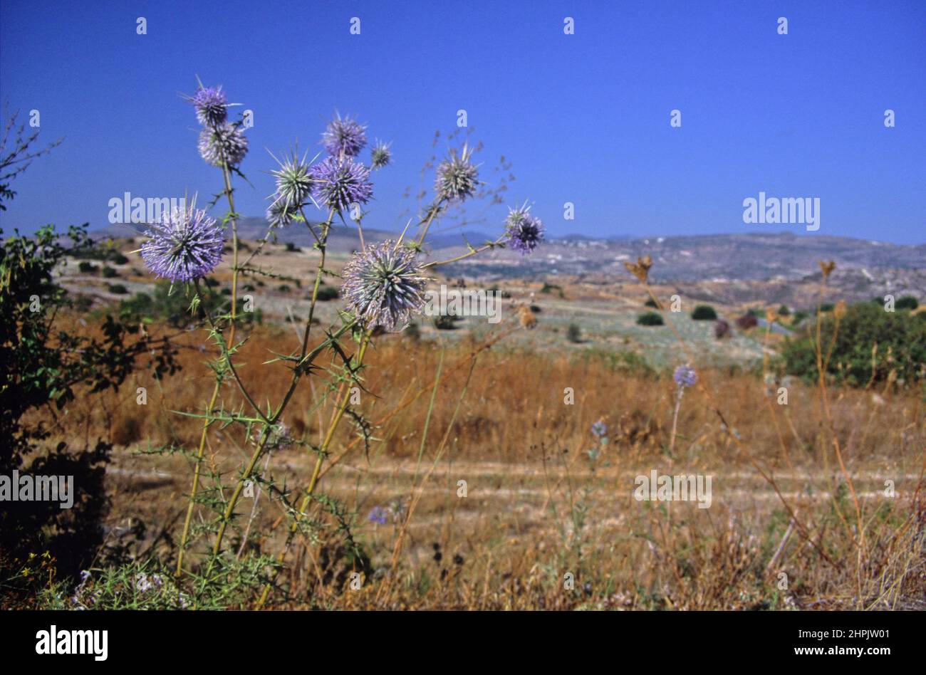 Dora cyprus hi-res stock photography and images - Alamy