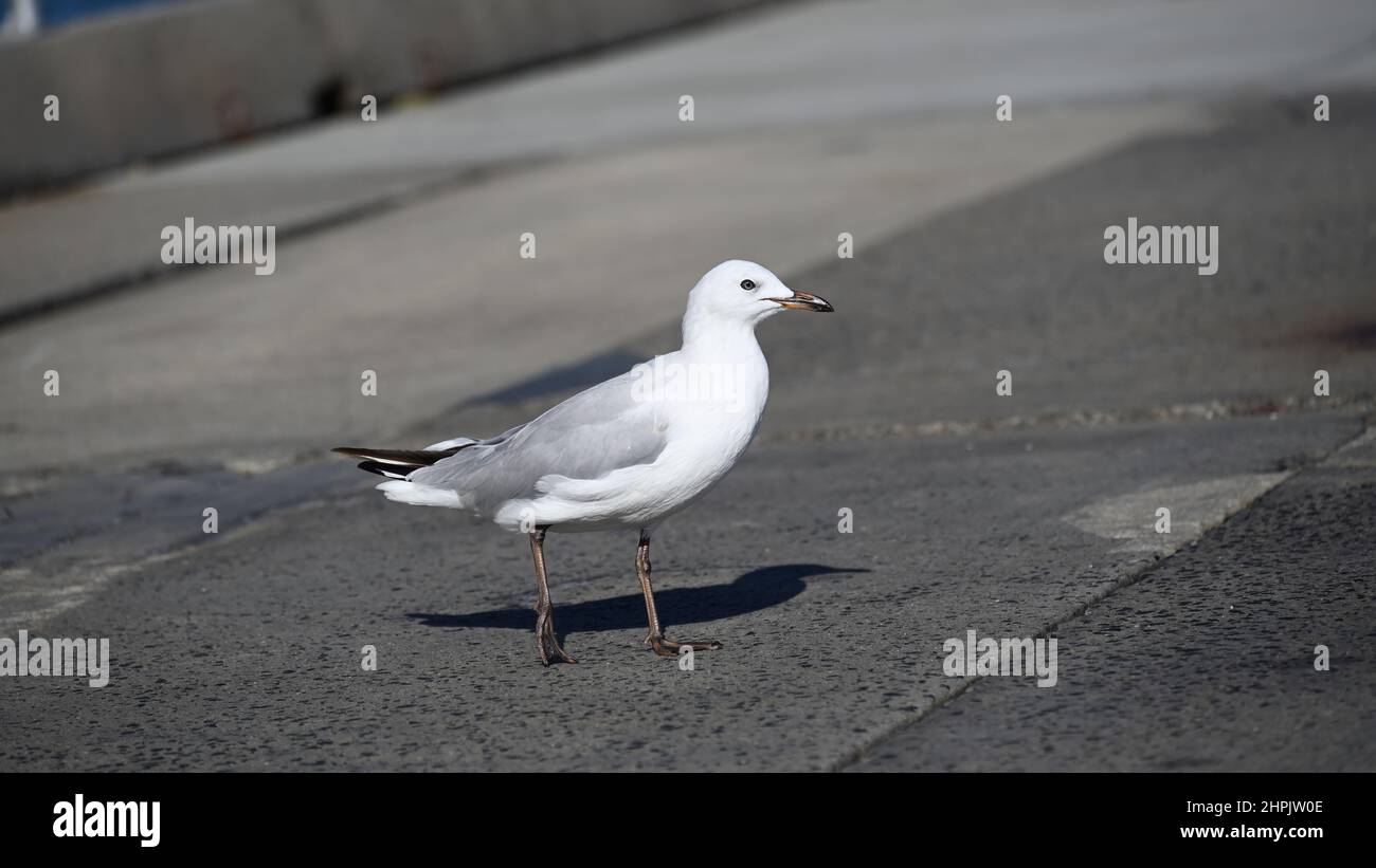 Side view of a silver gull, or seagull, mid-step while traversing the ...