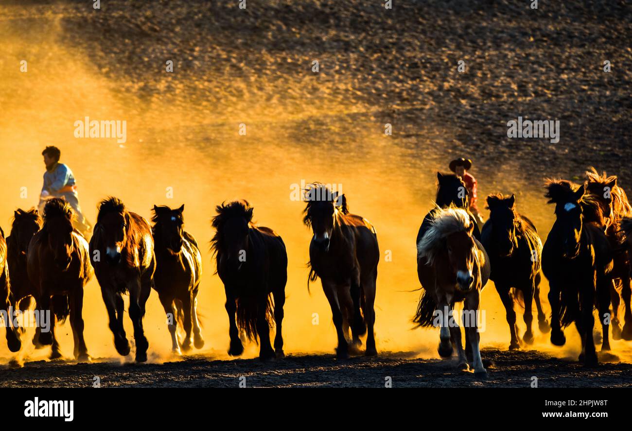 Horse pentium (6 Stock Photo - Alamy