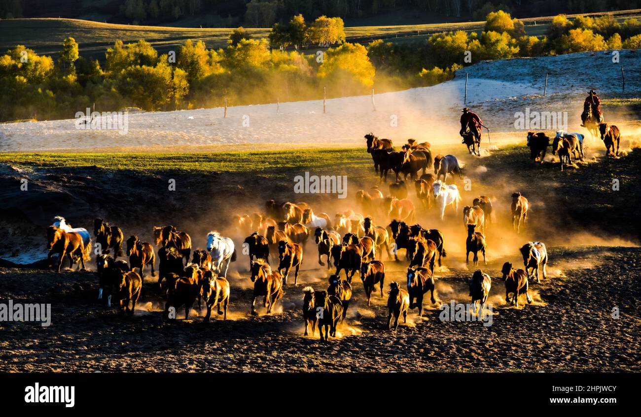 Horse pentium (5 Stock Photo - Alamy