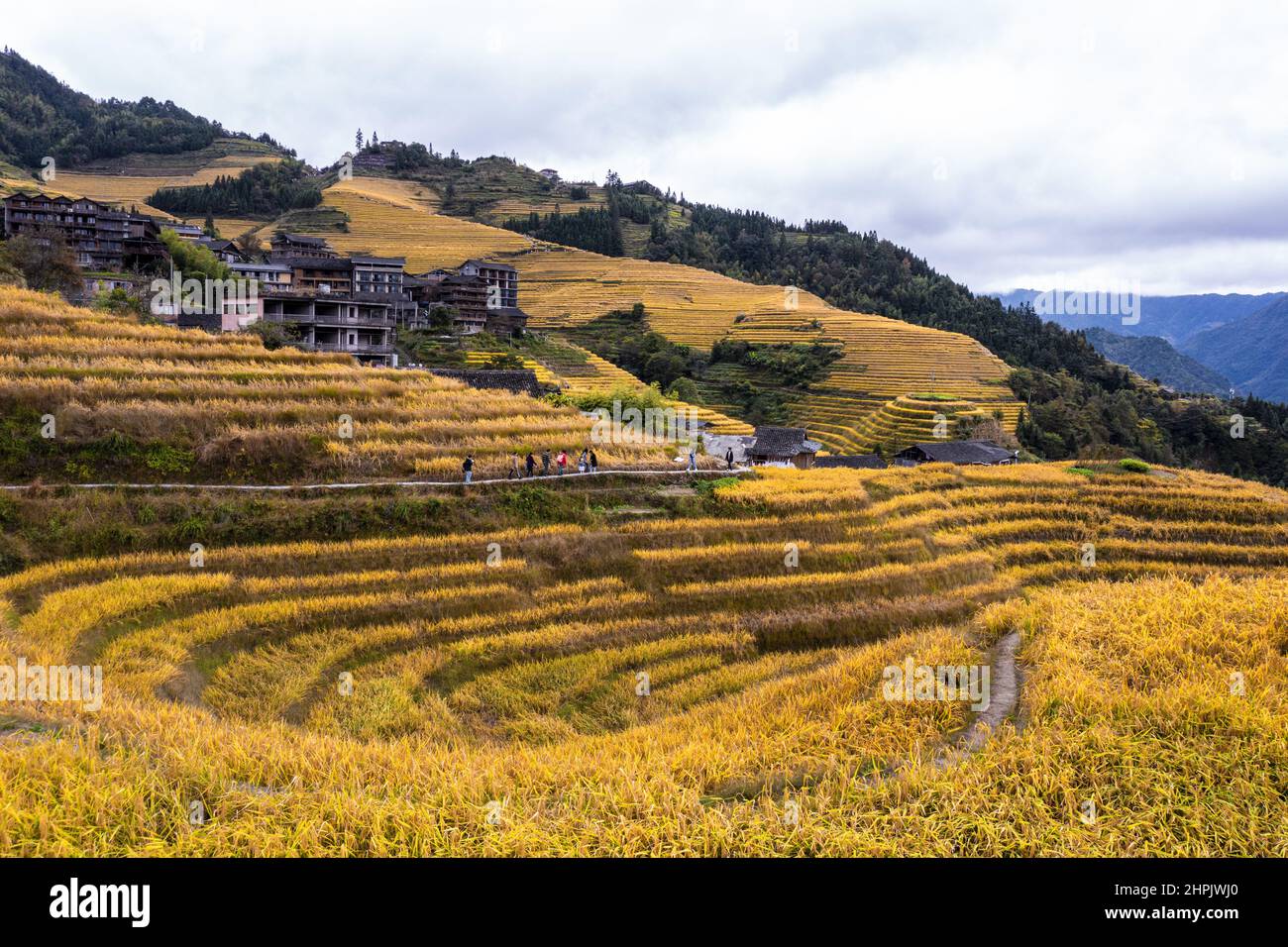 "The autumn rice fragrance dragon ridge Stock Photo - Alamy