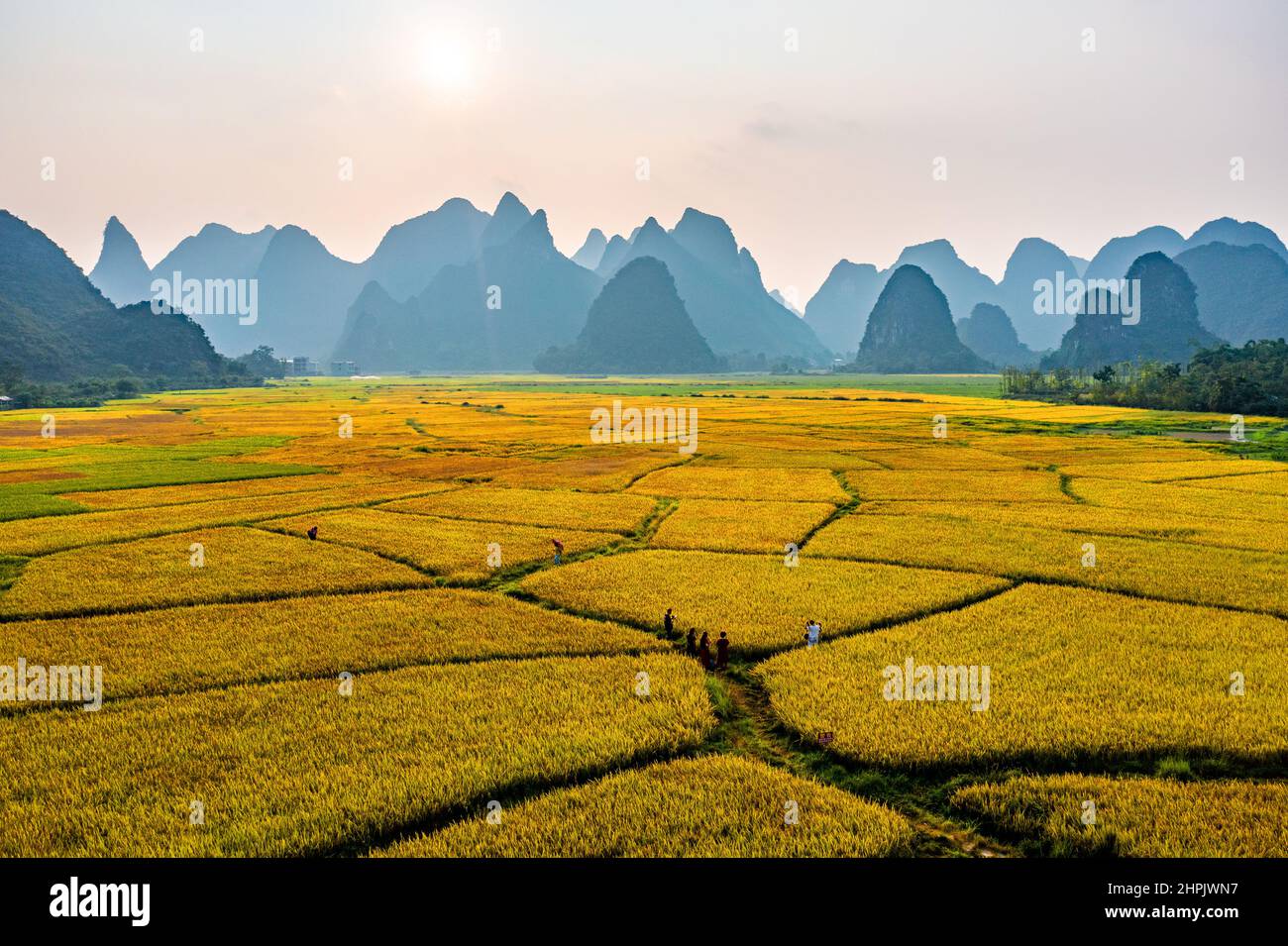 "Guilin karst rural golden rice fields Stock Photo - Alamy