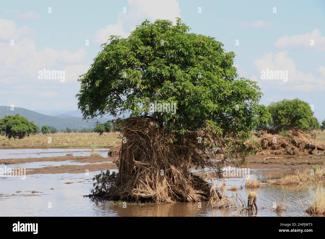 A tree is seen in Chikwawa district. which was hit by Tropical Cyclone ...