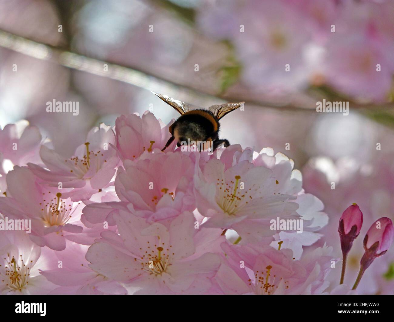 Low angle of the bee pollinating on the blossomed pink flowers Stock ...