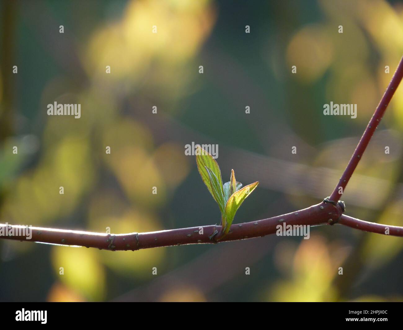 Selective focus of the growing leaves on the tree branch Stock Photo ...
