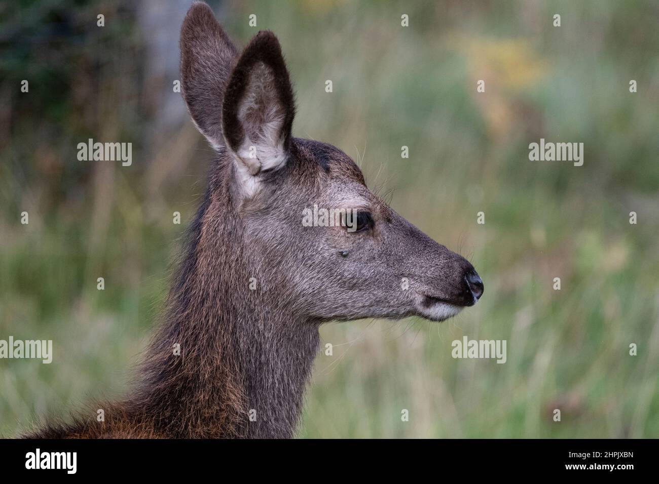 Hairy deer hi-res stock photography and images - Alamy