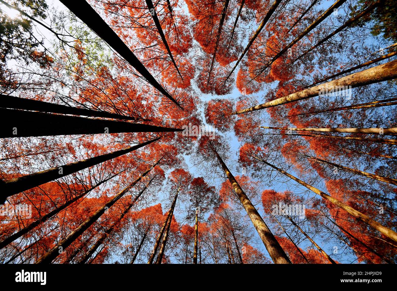 Caulis dendrobii hi-res stock photography and images - Alamy