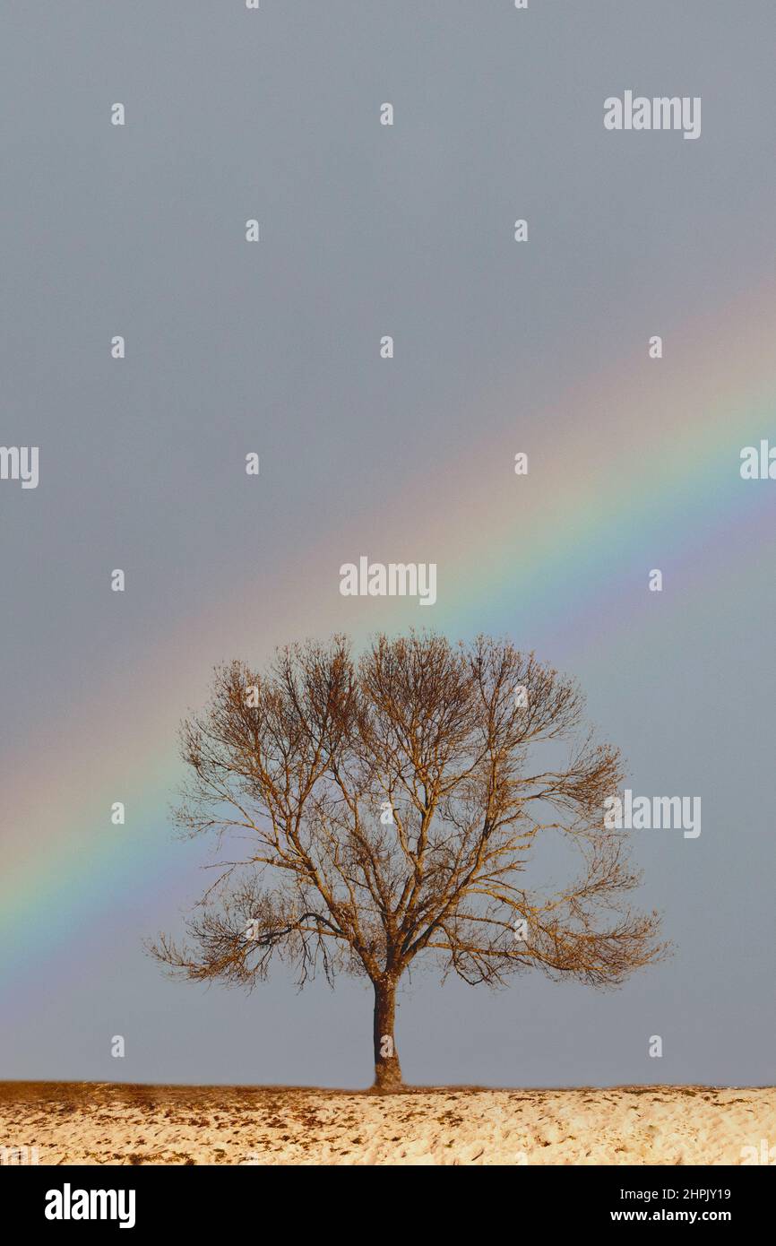 Tree under a rainbow hi-res stock photography and images - Alamy