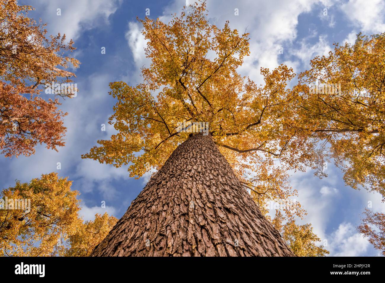 One thousand GuFeng shining Stock Photo - Alamy