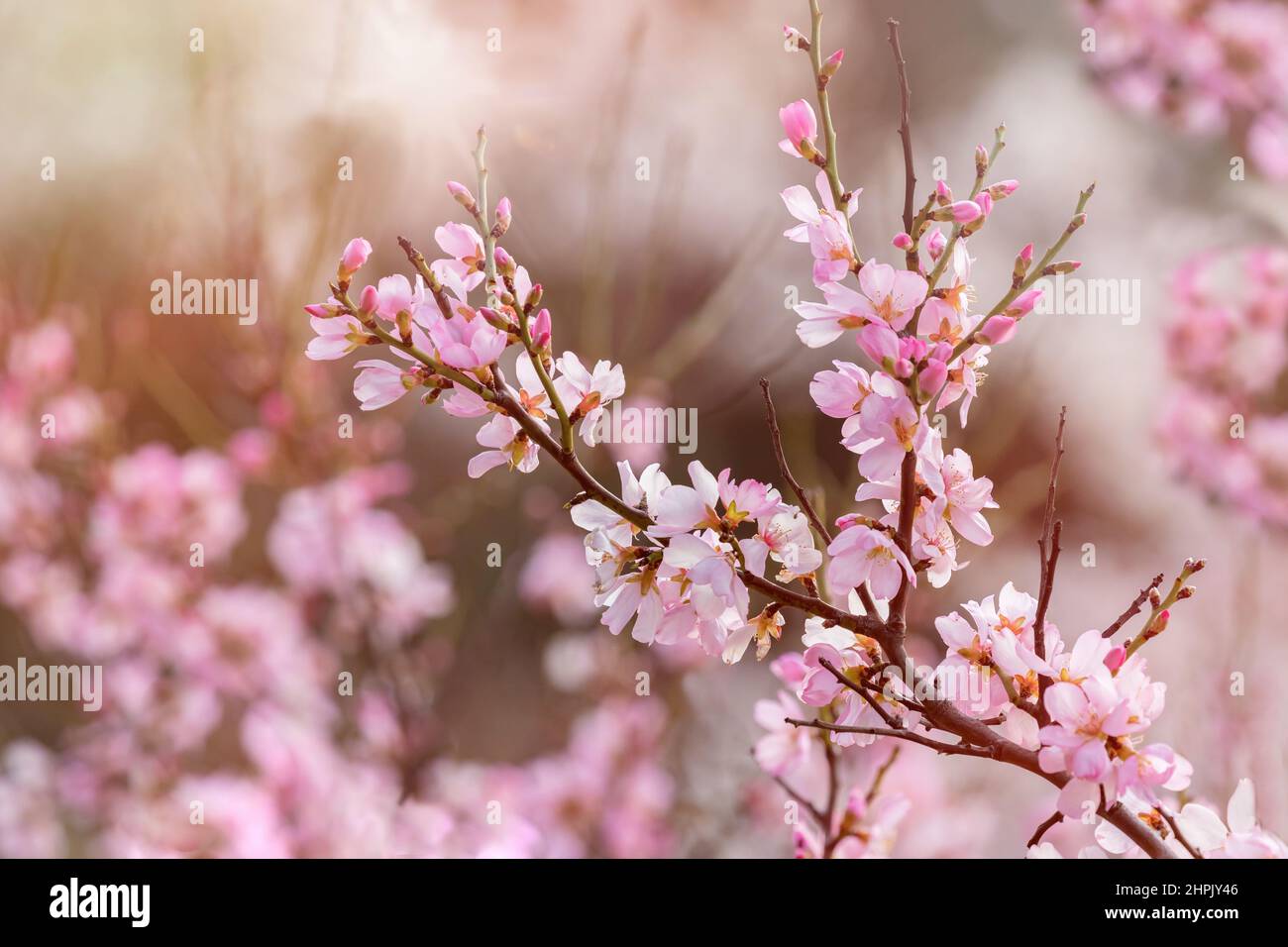 Almond tree branch with flowers in spring Stock Photo - Alamy