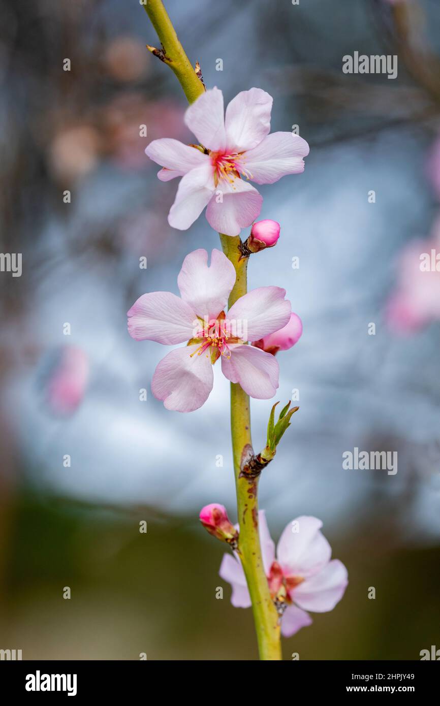 Almond tree branch with flowers in spring Stock Photo - Alamy