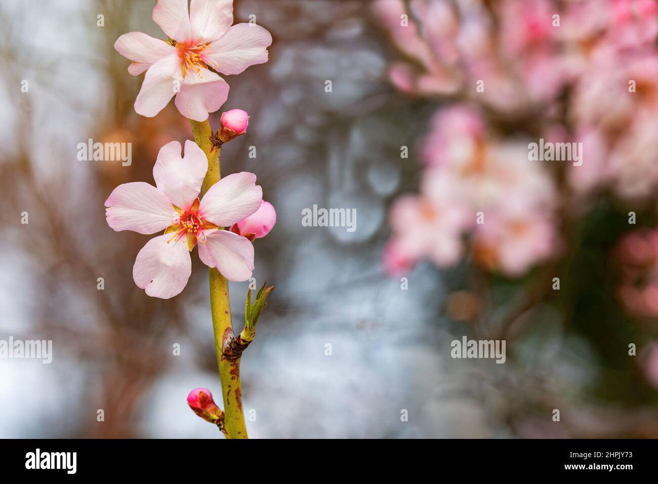 Almond tree branch with flowers in spring Stock Photo - Alamy