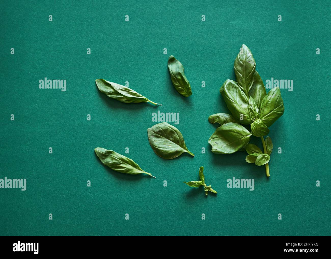 Fresh sprig of basil and its leaves on a green background. Top view ...