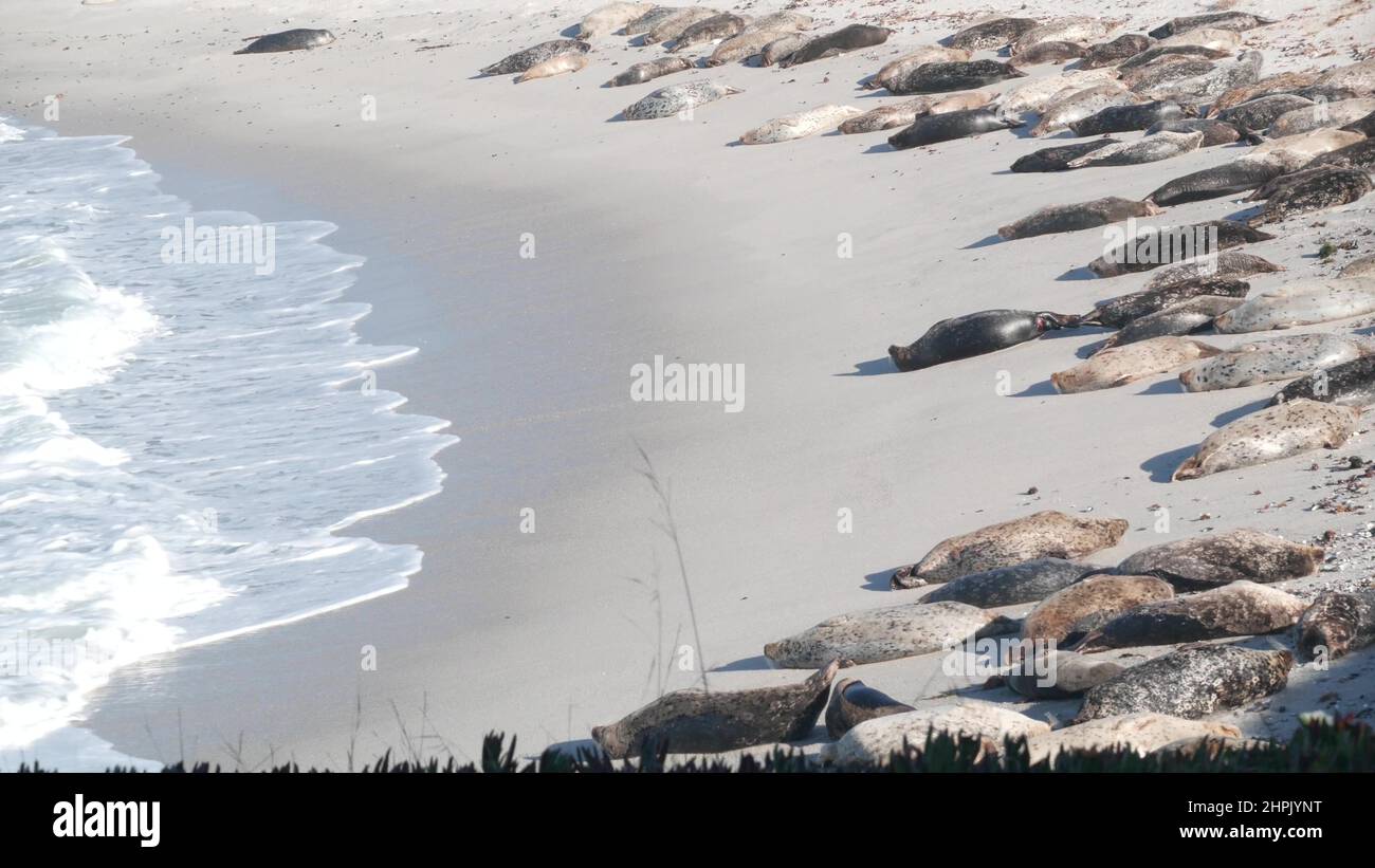 Harbor seal pup pebble beach hi-res stock photography and images - Alamy