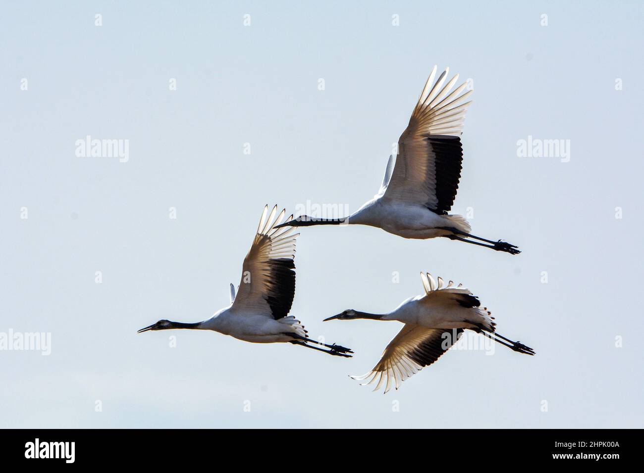 Jiangsu yancheng reflected red-crowned crane nature reserve Stock Photo ...