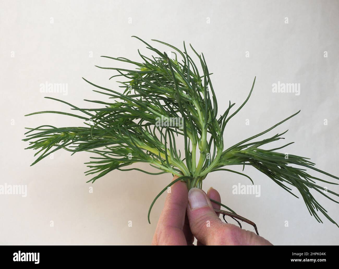 agretti (scientific name Salsola soda aka as opposite-leaved saltwort ...