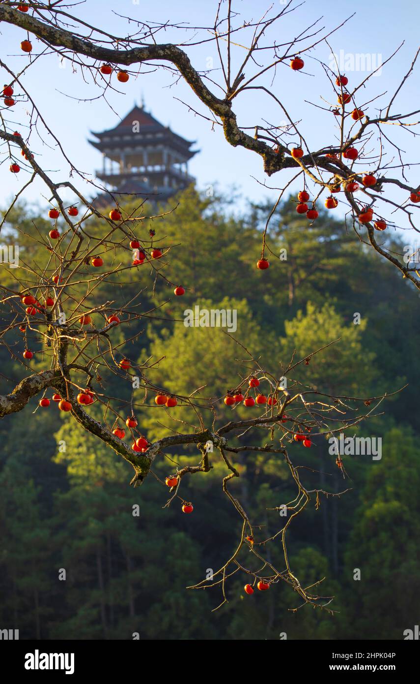 Warm persimmon trees hi-res stock photography and images - Alamy