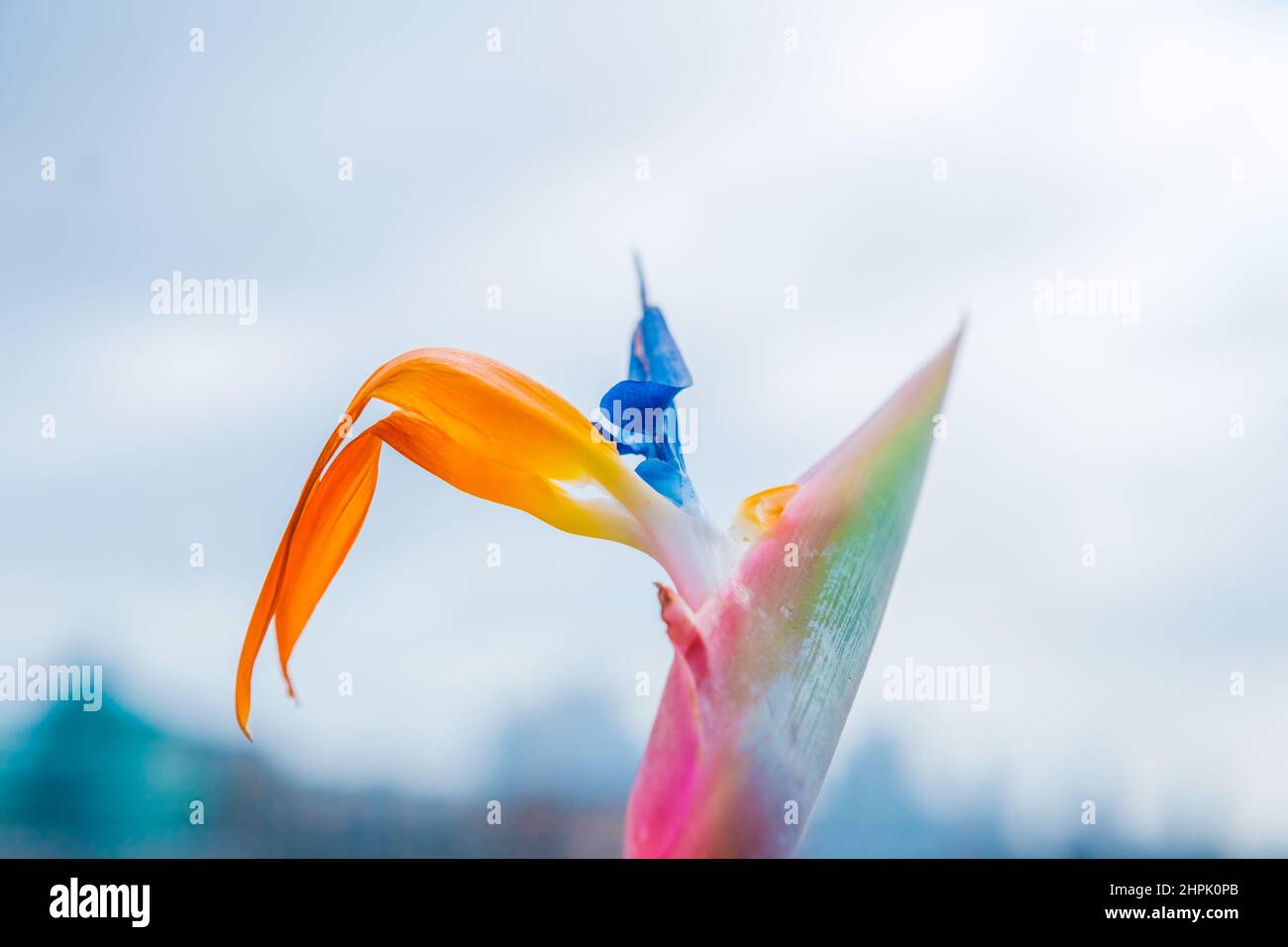 Bird of paradise flower Strelitzia is a genus of five species of ...