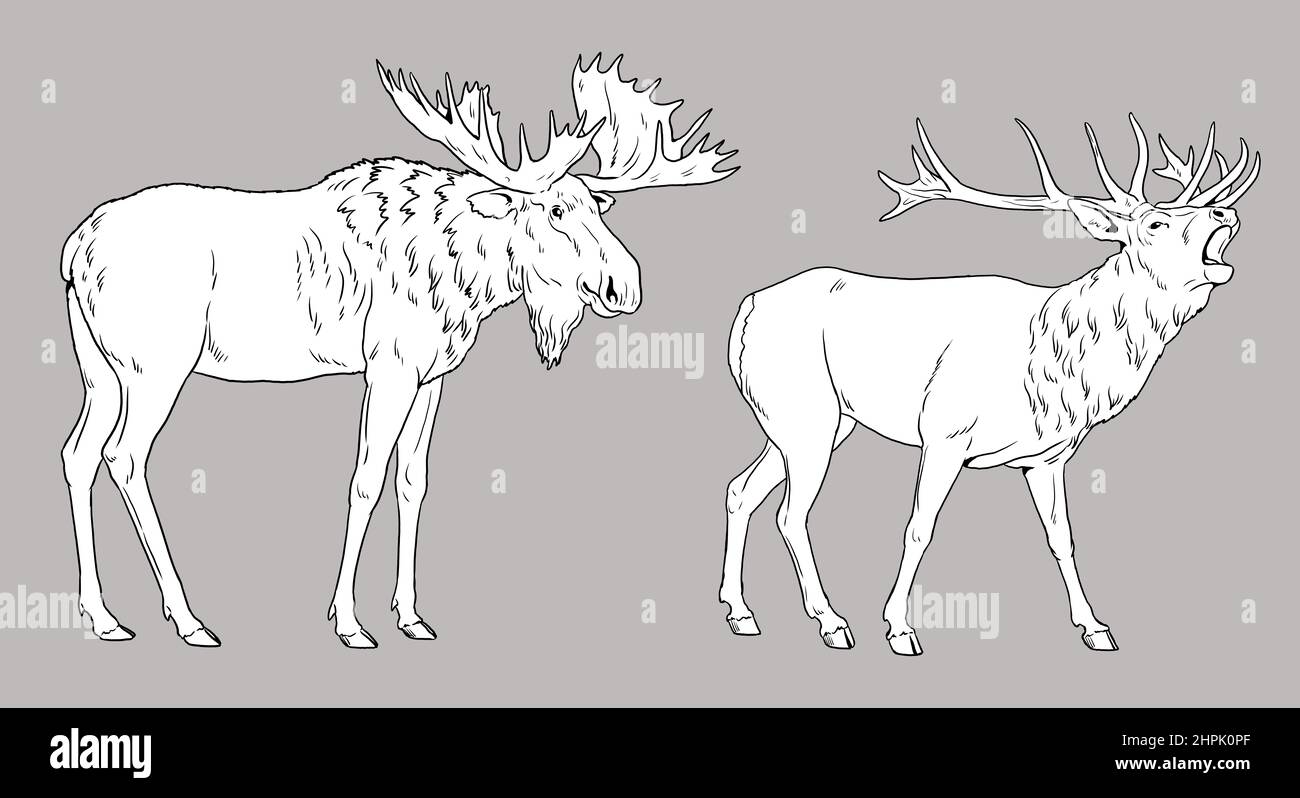 Herbivore Animals Drawing Animals Herbivores Stock Illustrations