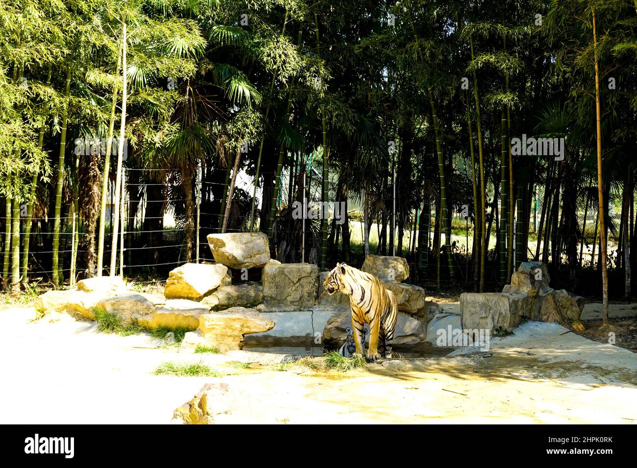 Bamboo forests of the tiger Stock Photo - Alamy