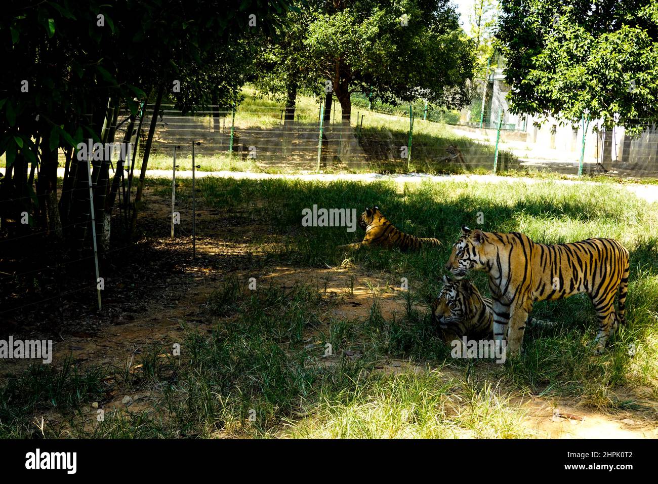 The tiger on the lawn Stock Photo - Alamy