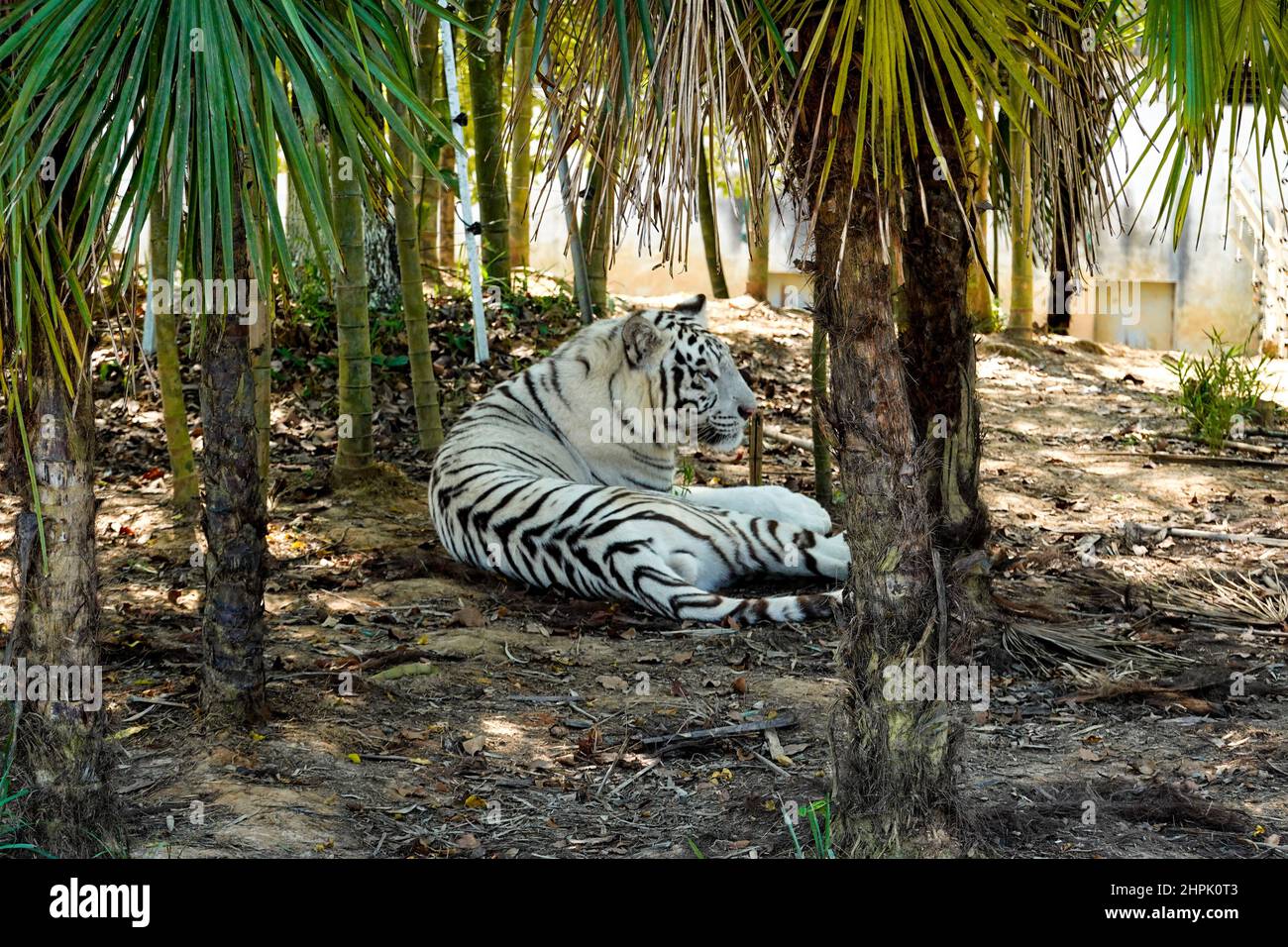 The white tiger have a rest Stock Photo - Alamy