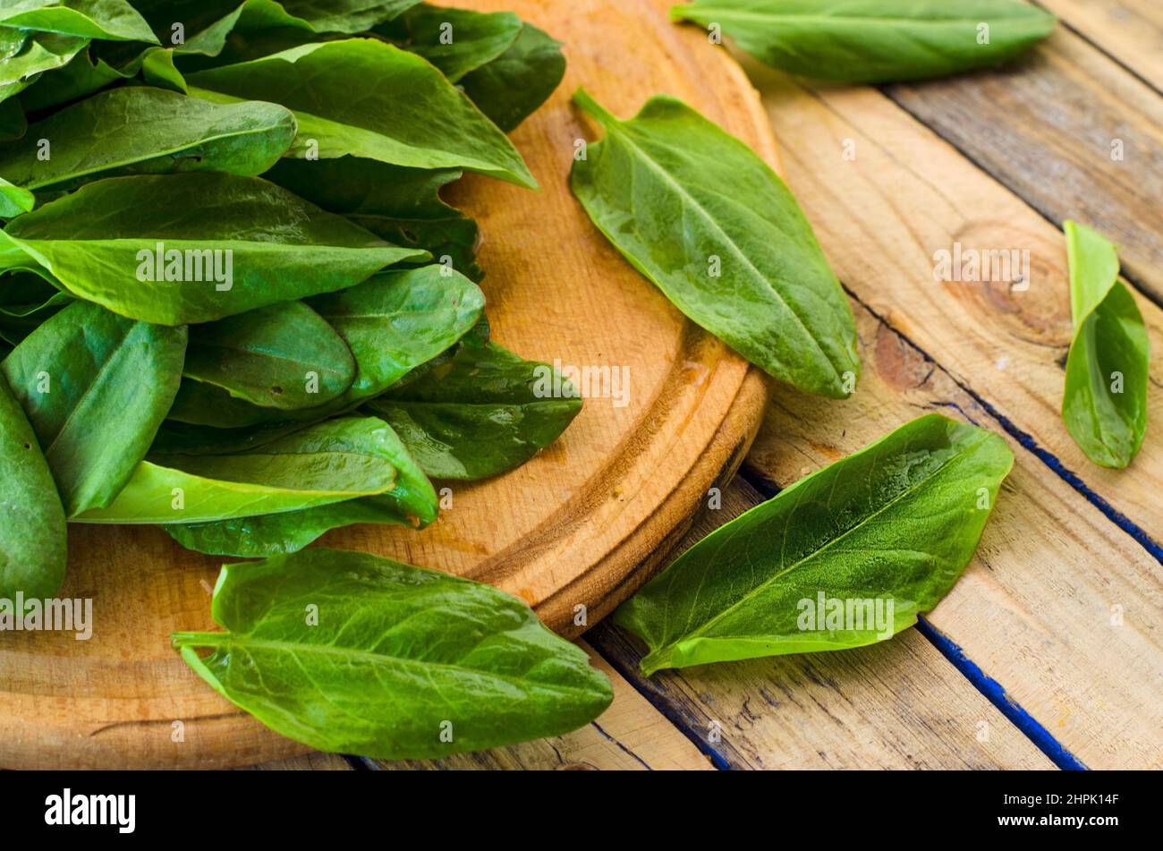Sorrel leaves hi-res stock photography and images - Alamy
