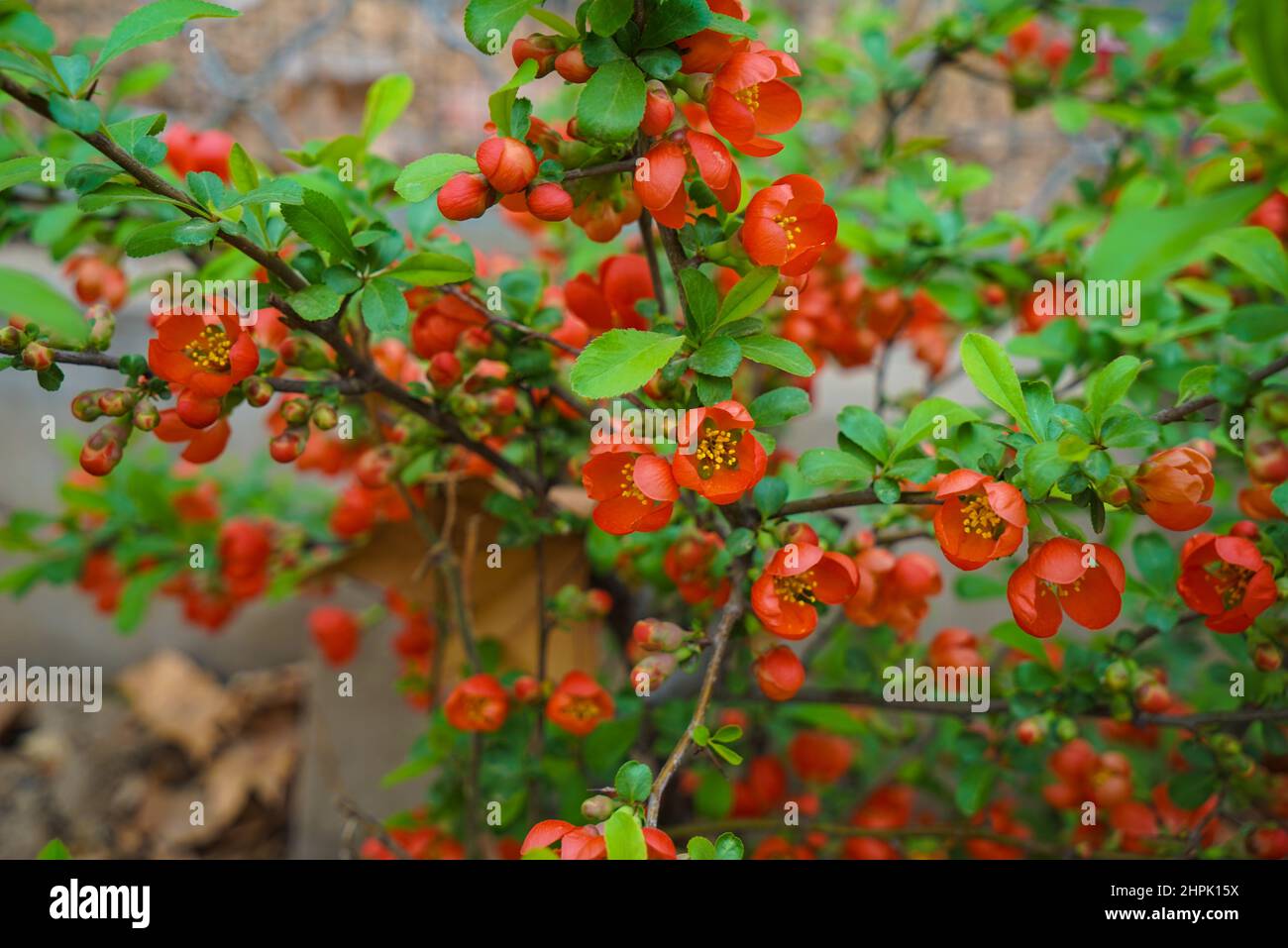 Chinese flowering crab apple hi-res stock photography and images - Alamy