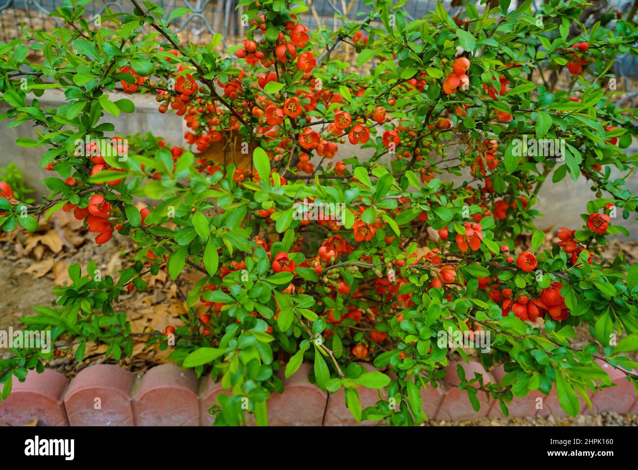 Chinese flowering crab-apple blooming Stock Photo - Alamy
