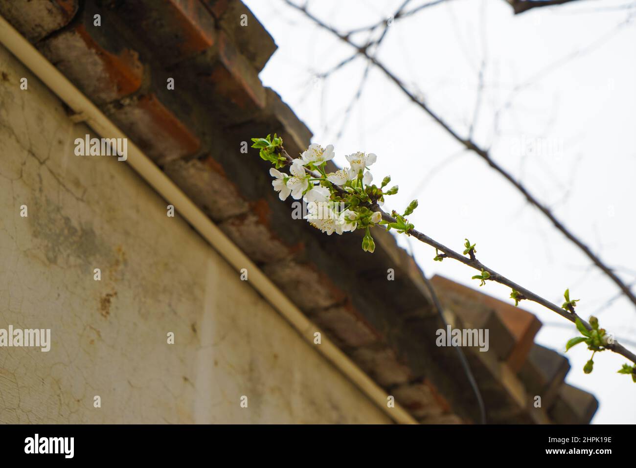 Li zihua hi-res stock photography and images - Alamy