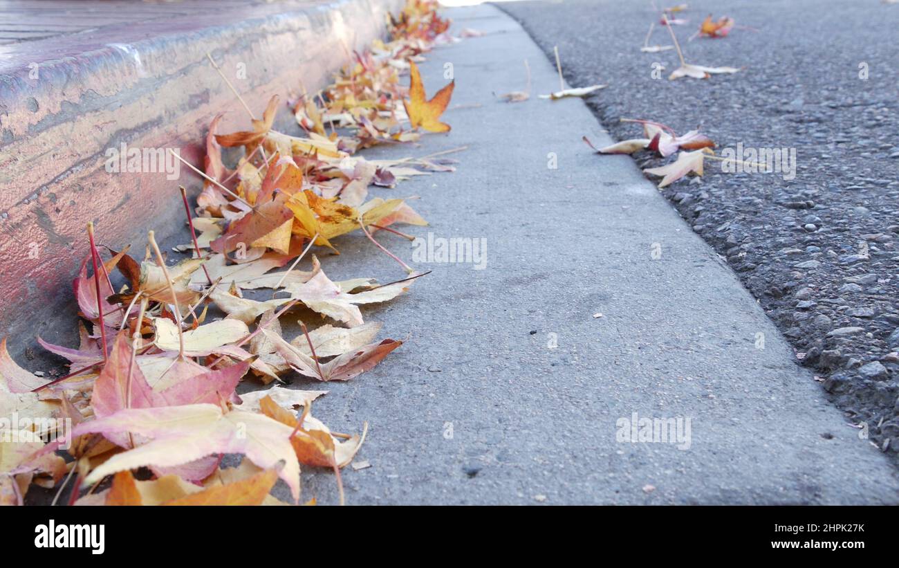 Dry yellow autumn fallen maple leaves on ground of american city street ...